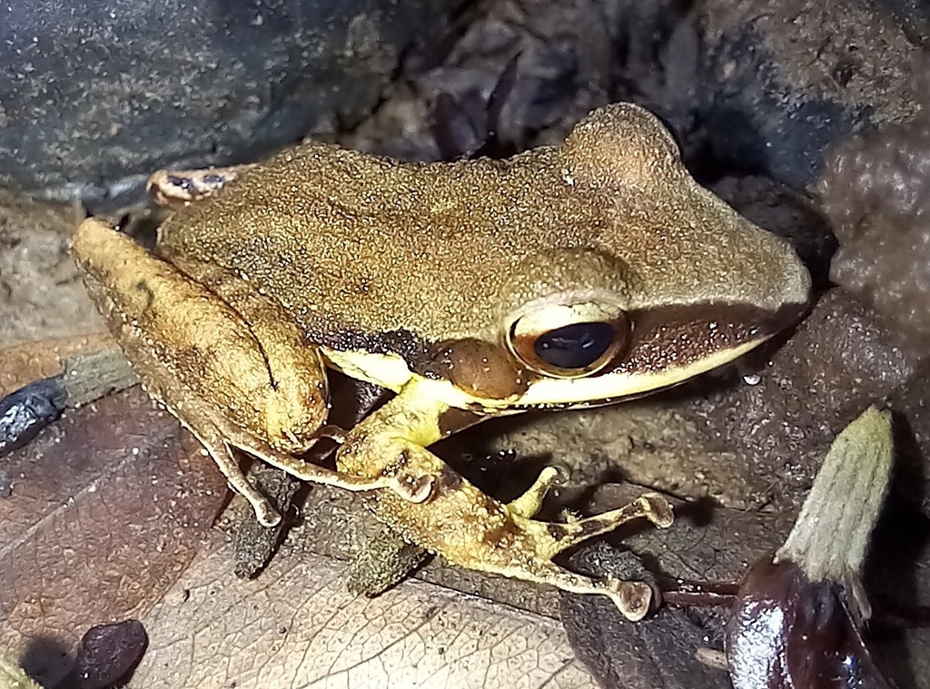 Almirante Robber Frog from Talamanca, CR-LI, CR on March 04, 2023 at 11 ...