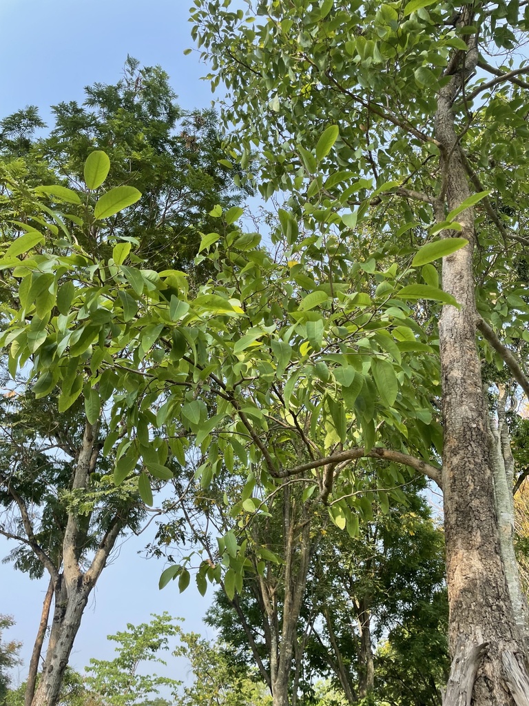 African mango family (Irvingiaceae) - Botanical Realm