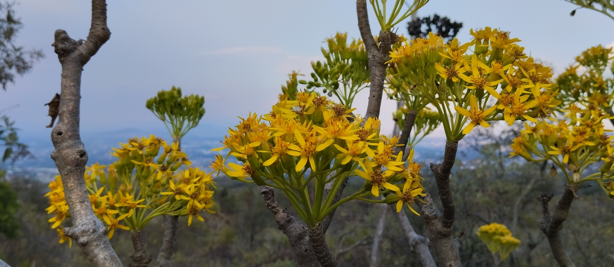 Pittocaulon praecox (Cav.) H.Rob. & Brettell