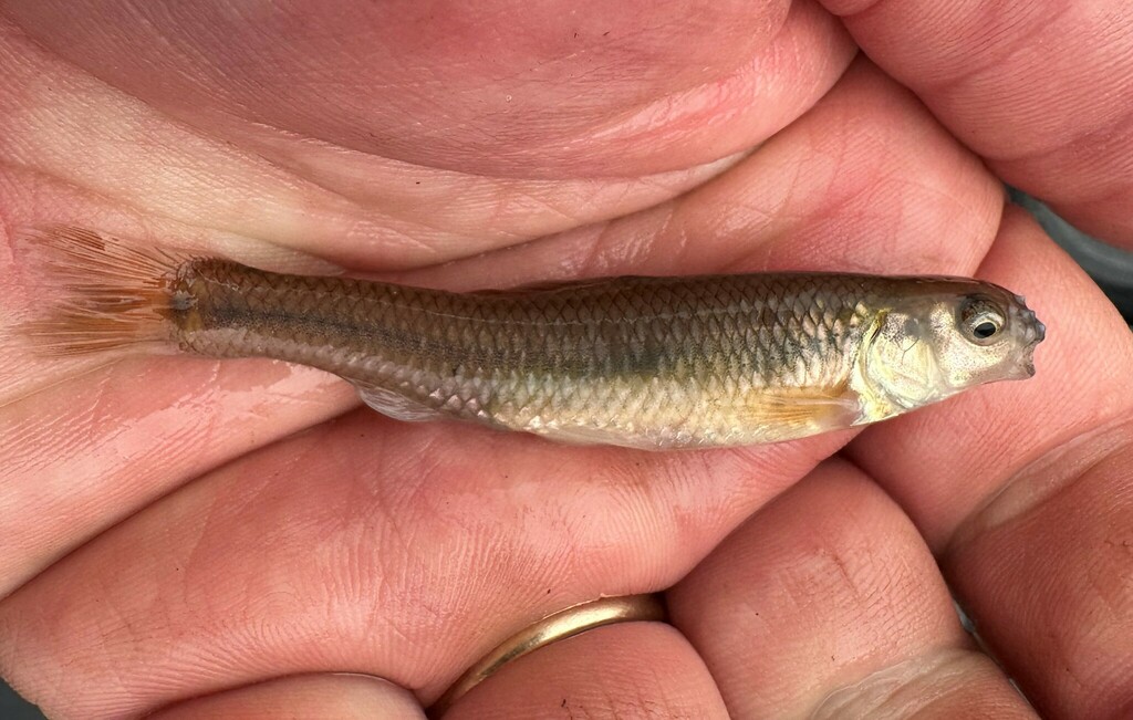 Bluntnose Minnow from Town Creek, Browns Ferry St., Athens, Limestone ...