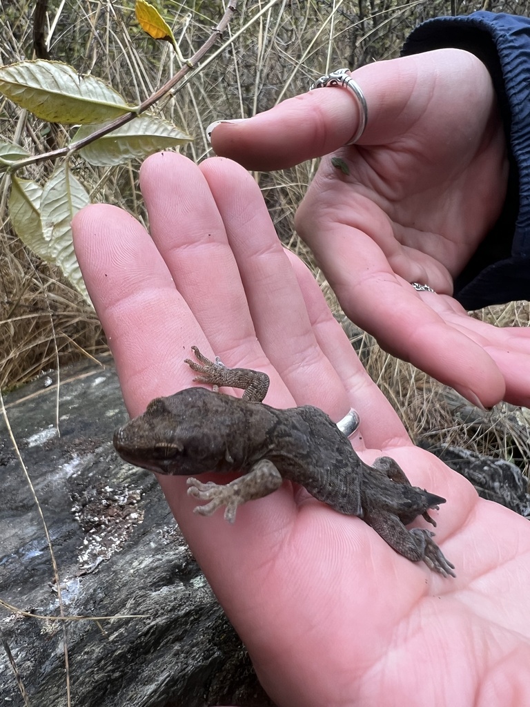 New Zealand Brown Geckos in March 2023 by albert_salemgareyev · iNaturalist