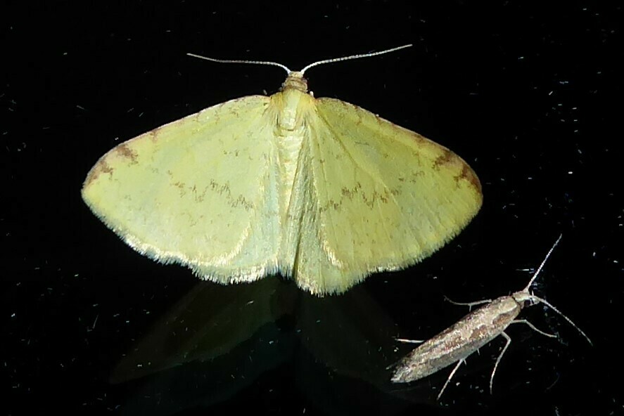 Lacebark Looper from Waikouaiti, New Zealand on March 08, 2023 at 09:37 ...