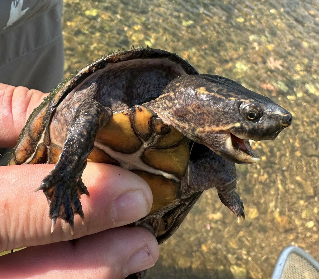 Eastern Musk Turtle from Town Creek, Forrest St., Athens, Limestone Co ...
