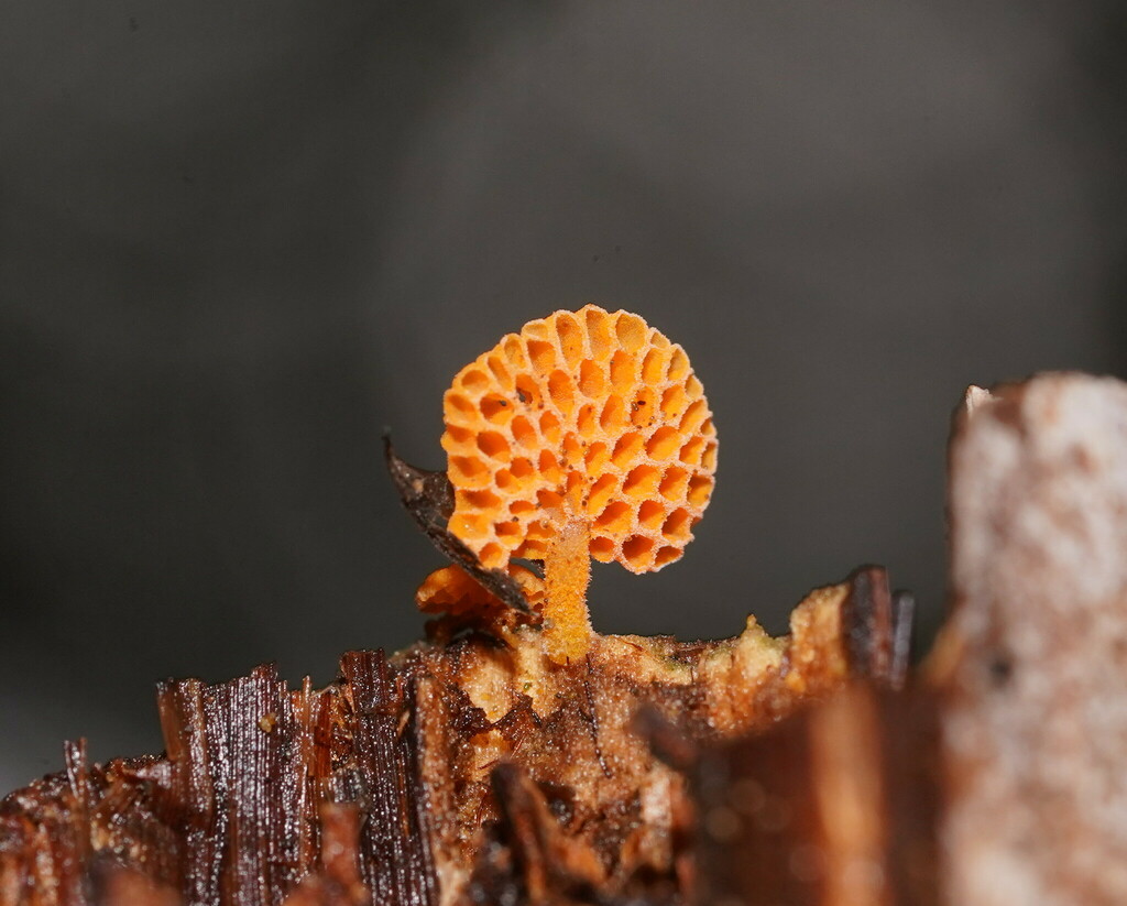 orange pore fungus from Beech Forest VIC 3237, Australia on March 13 ...