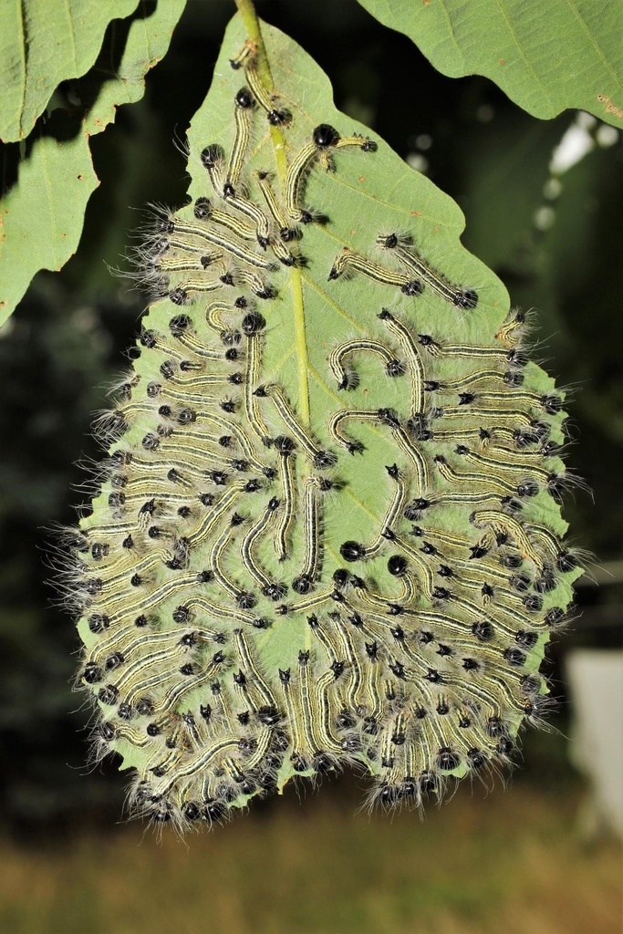 Contracted Datana Moth from Kaseville Rd, Danville, PA, US on August 14 ...