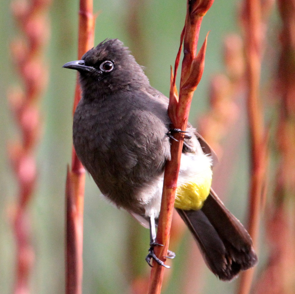 Cape Bulbul from Garden Route Botanical Garden on March 19, 2023 at 08: ...
