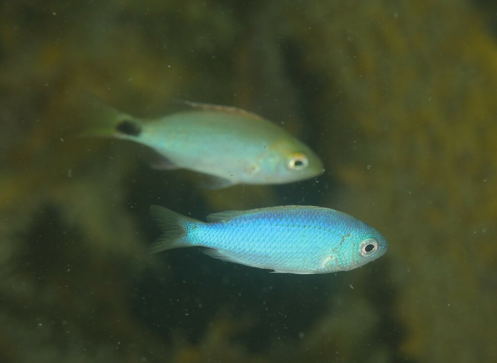 Pomacentrus from 1 Bower Ln, Manly NSW 2095, Australia on March 21 ...
