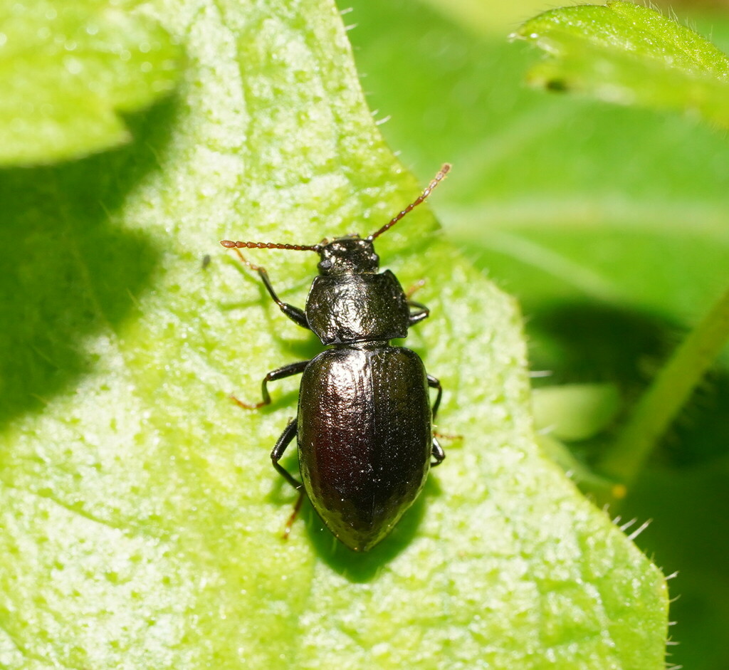 Adelium from Beech Forest VIC 3237, Australia on March 13, 2023 at 08: ...