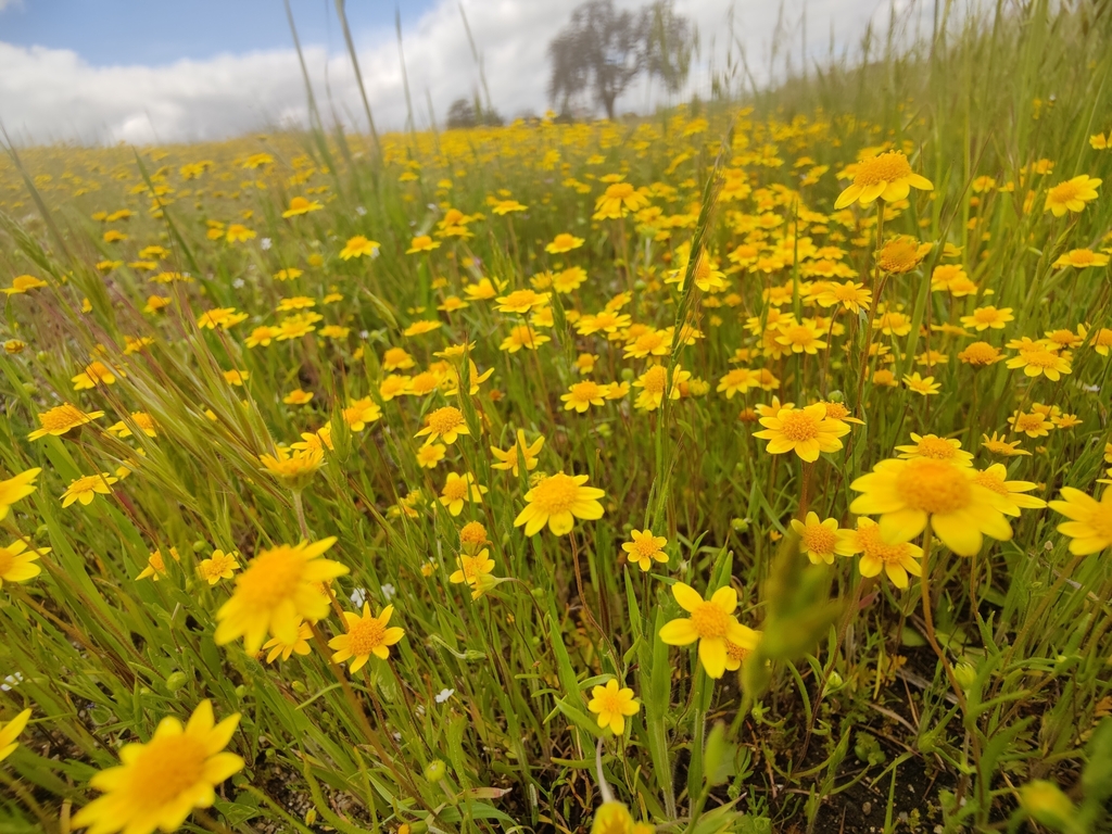 Lasthenia ssp. (CNPS Certification List ) · iNaturalist