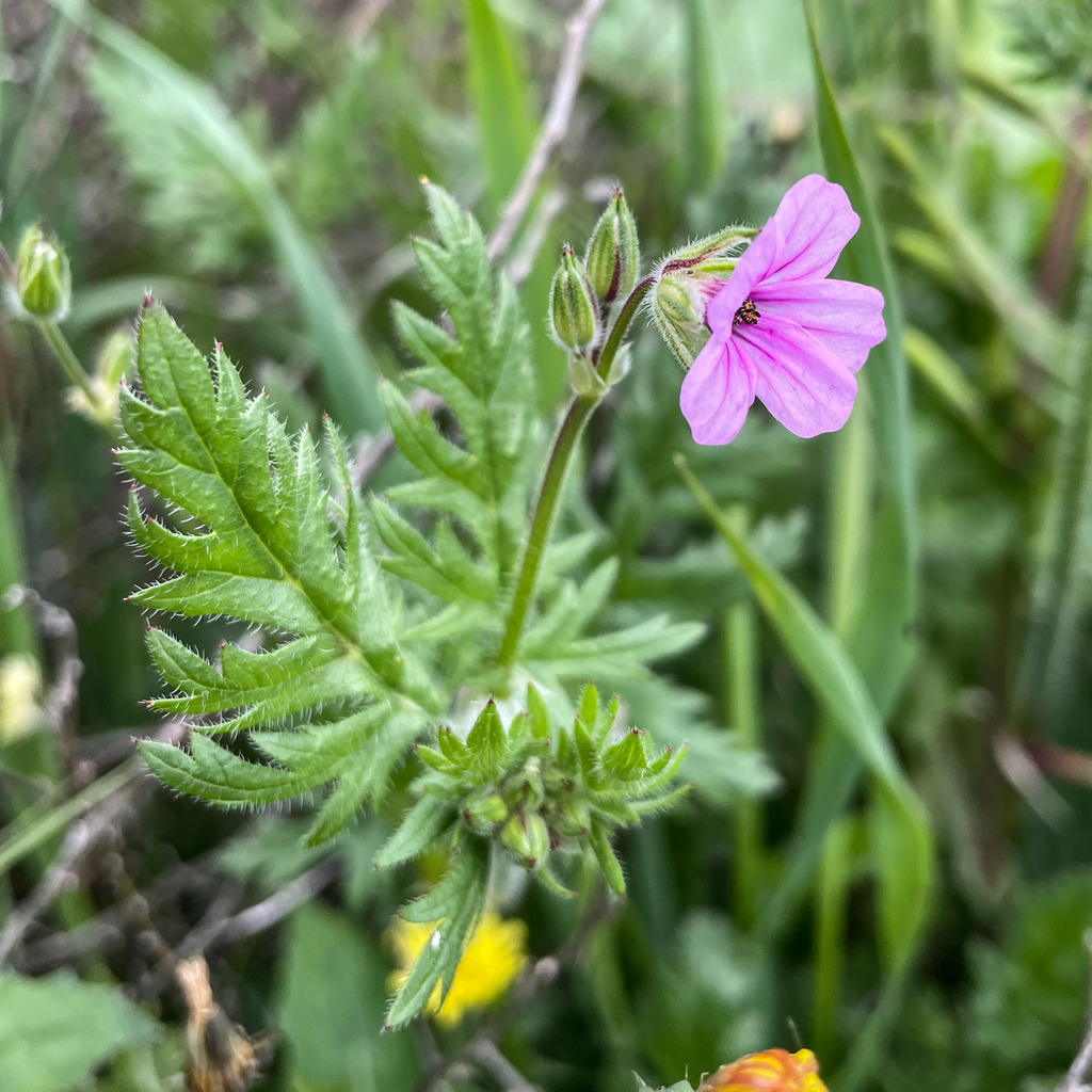 Mediterranean Stork's-bill from Santa Barbara County, CA, USA on March ...