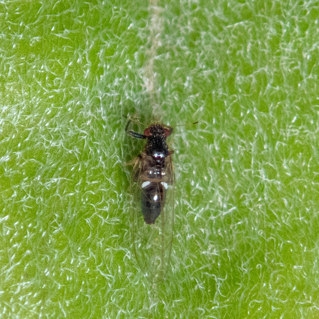 Persimmon Psyllid from Lost Maples State Natural Area, Bandera County ...