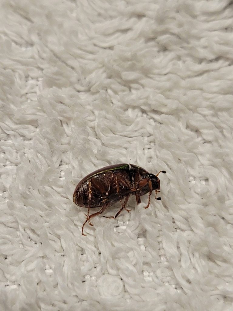 Beetles from Naenae, Lower Hutt, New Zealand on March 21, 2023 at 07:16 ...