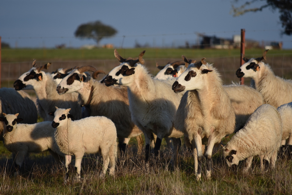Domestic Sheep from 7200 Campinho, Portugal on January 10, 2021 by Axel ...