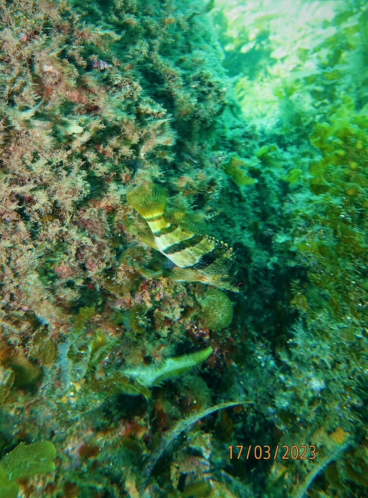 Banded Seaperch from St Vincent St, Gulfview Heights SA 5096, Australia ...