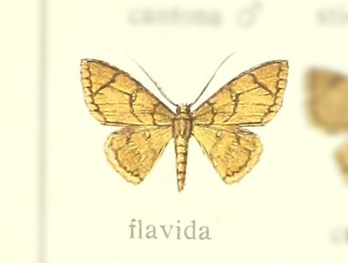 Hemipterodes flavida · iNaturalist