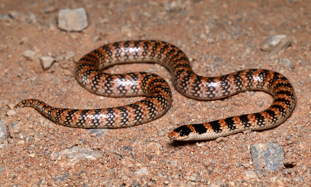 Narrow-banded Burrowing Snake in March 2023 by jbilby · iNaturalist