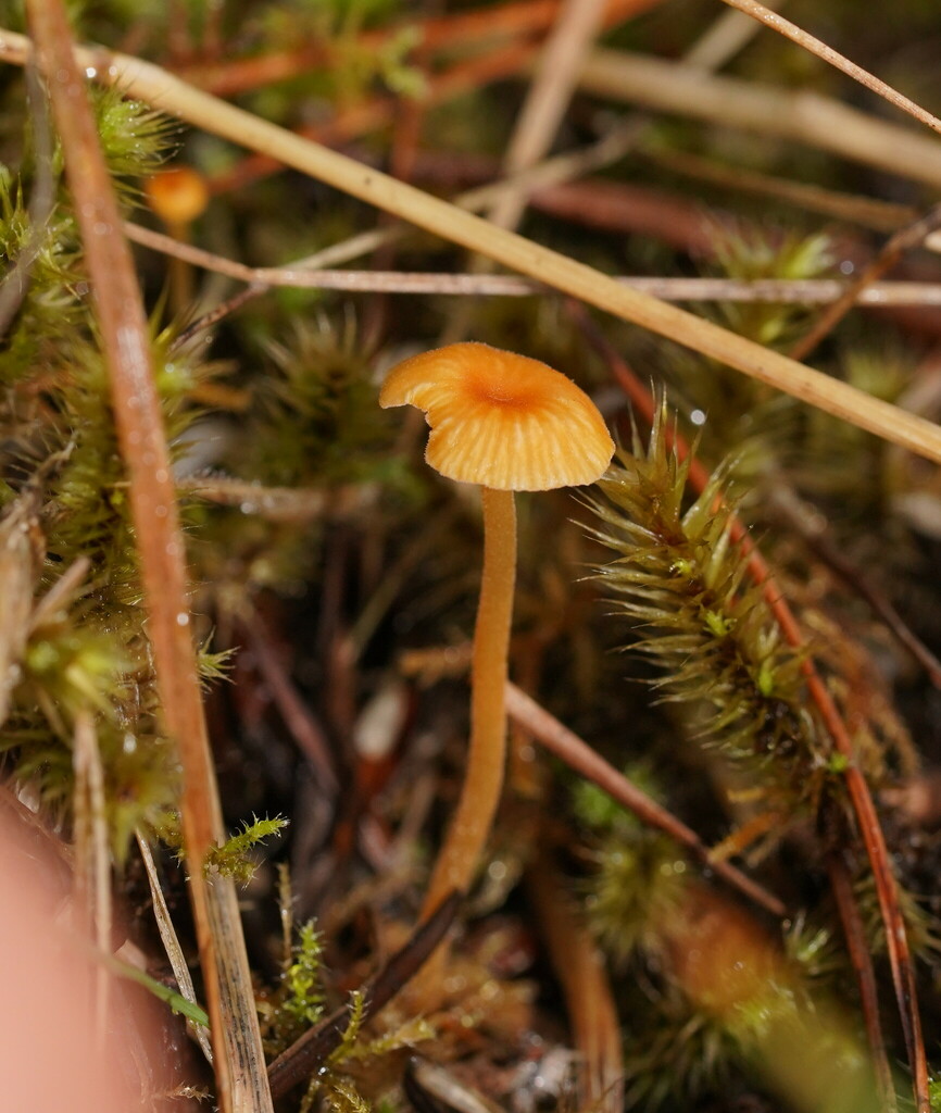 Orange Moss Agaric from Aire Valley VIC 3237, Australia on March 14 ...