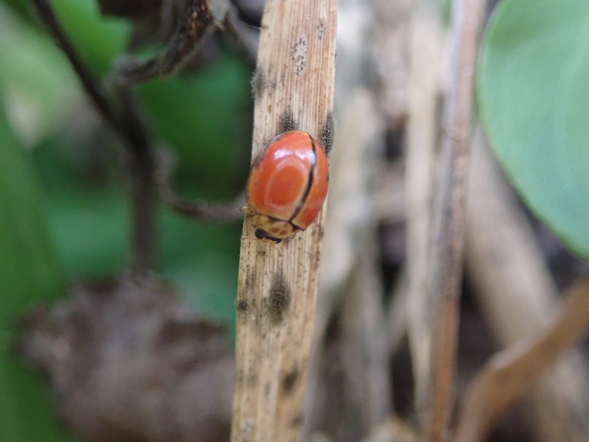 Micraspis discolor (Fabricius, 1798)