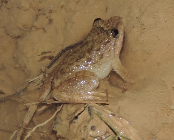 Matang Creek Frog from Borneo, Kabupaten Kotawaringin Timur, Central ...
