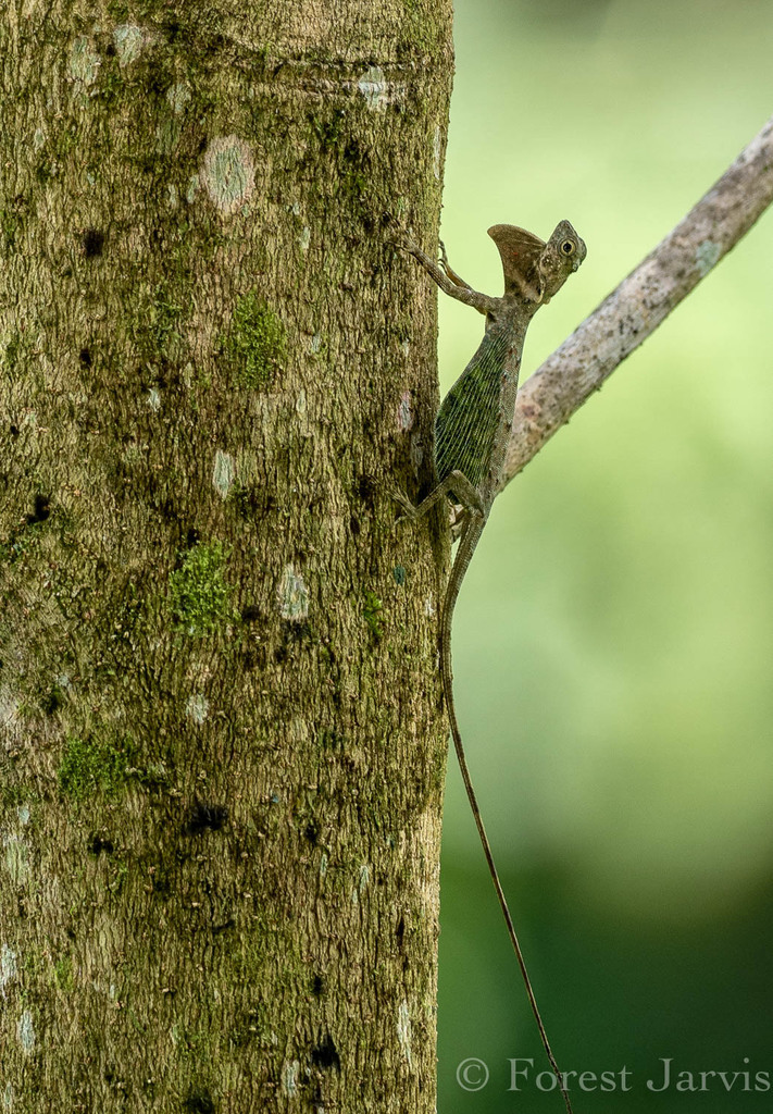 Two-spotted Flying Lizard (Dracos of Asia) · iNaturalist