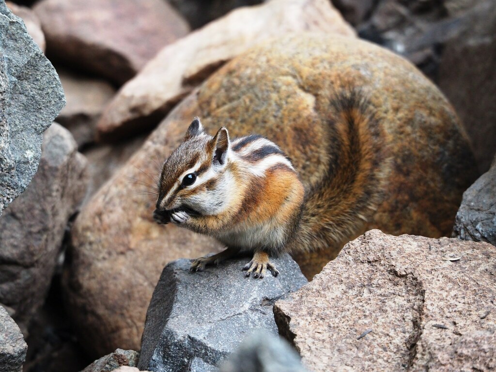 Colorado Chipmunk from 30 Box Canyon Rd, Ouray, CO 81427, USA on ...