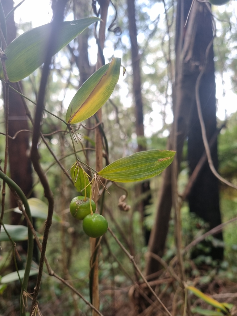 Wombat Berry from Wingan River VIC 3891, Australia on March 16, 2023 at ...