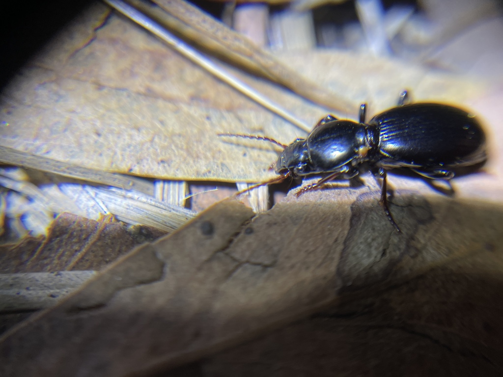 Broscinae from Knox - North-East, Victoria, Australia on March 19, 2023 ...