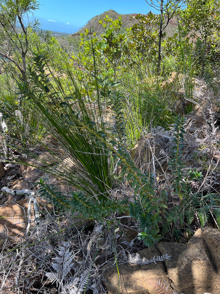Normandia neocaledonica from Thio, Sud, New Caledonia on March 21, 2023 ...