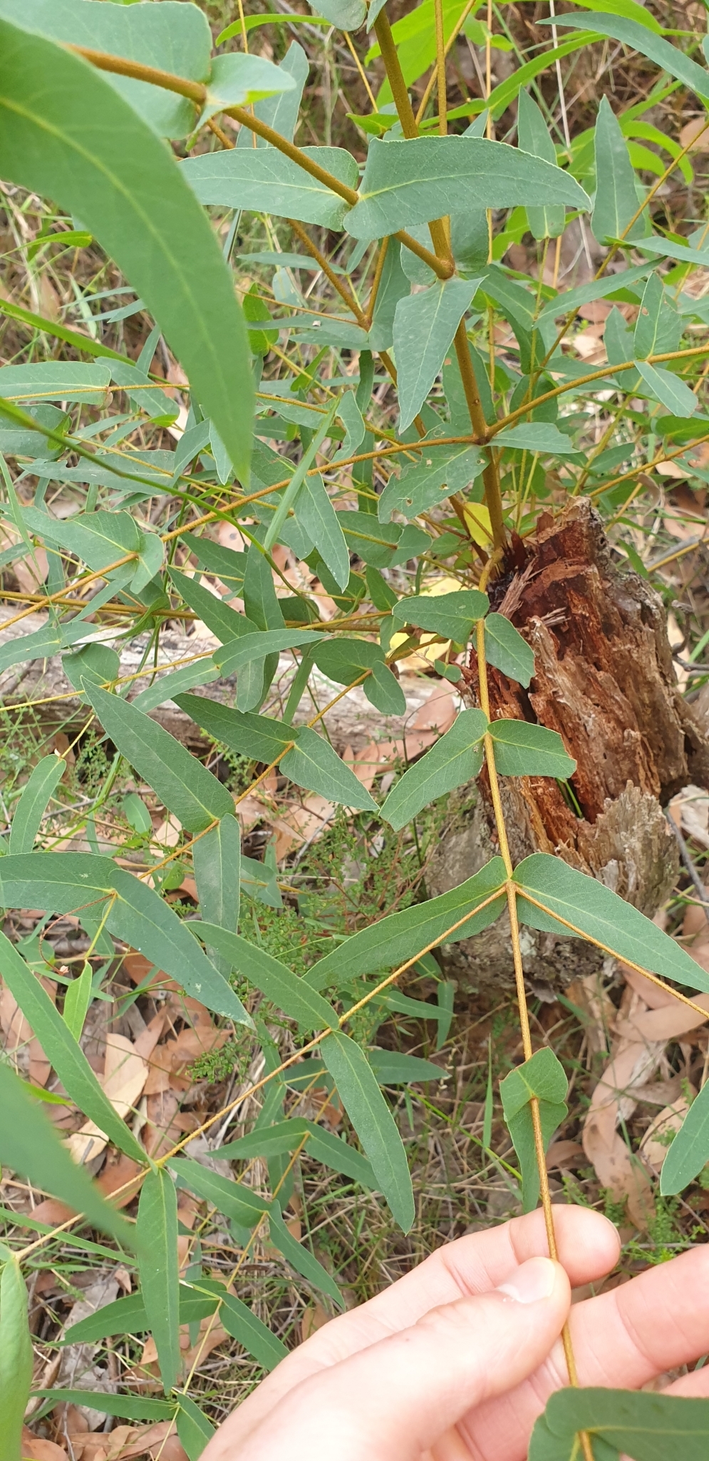 Eucalyptus radiata subsp. radiata