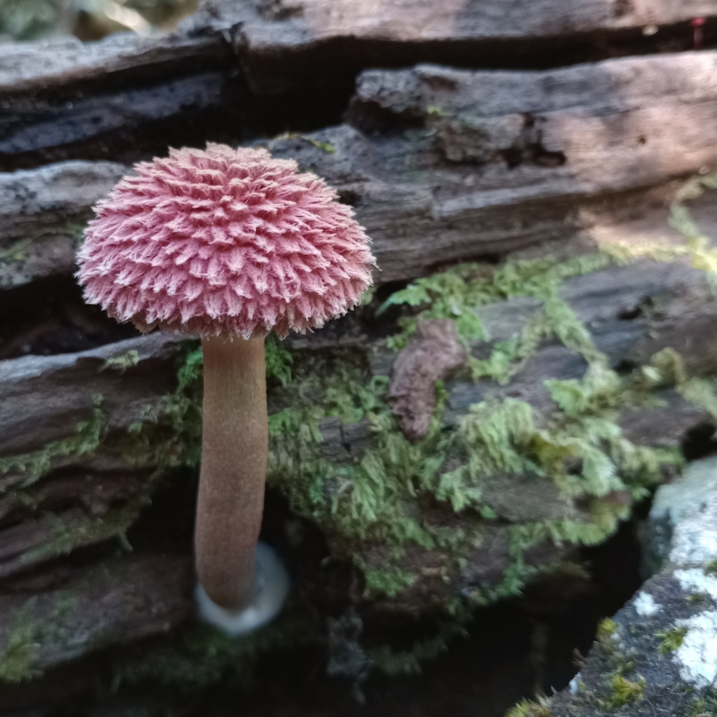 Boletellus deceptivus in March 2023 by rachheaton · iNaturalist