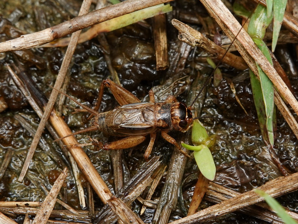 Modicogryllus consobrinus in March 2023 by orthoptera-jp · iNaturalist