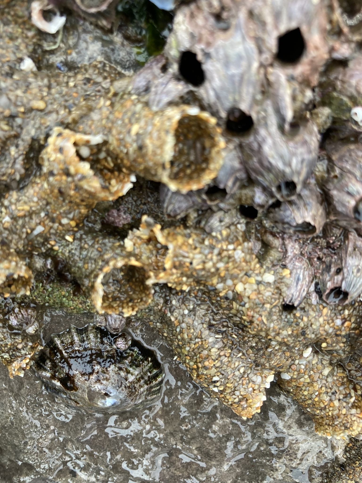 Sabellaria alveolata (Linnaeus, 1767)