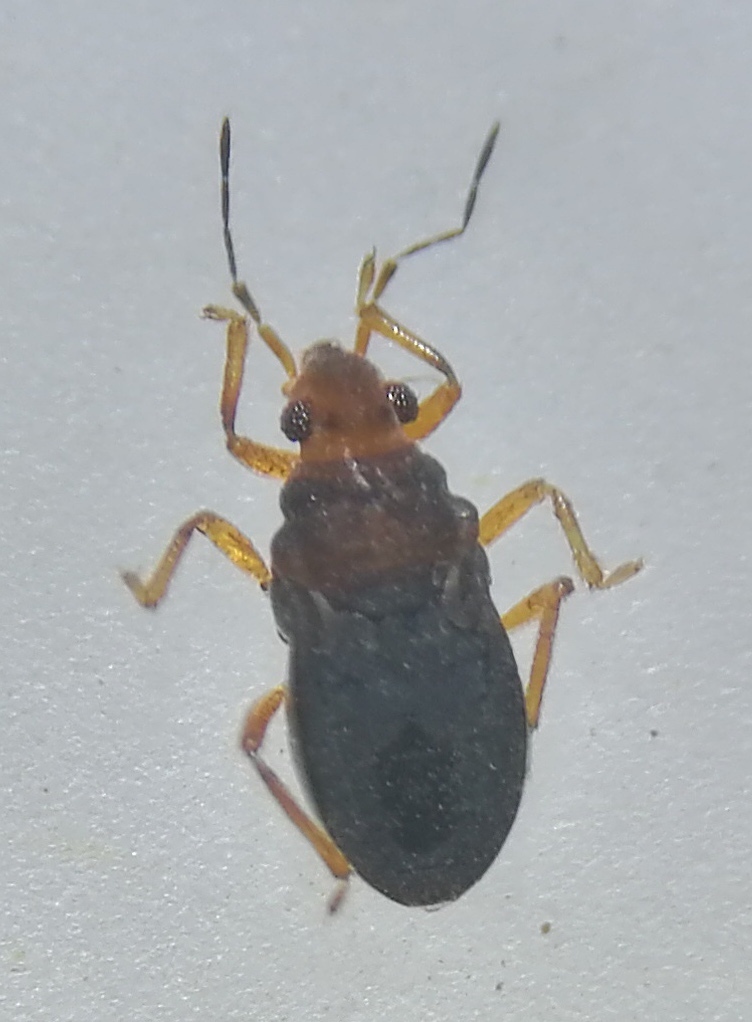 Hebrus ruficeps from Powiat sejneński, Polska on March 20, 2023 at 09: ...