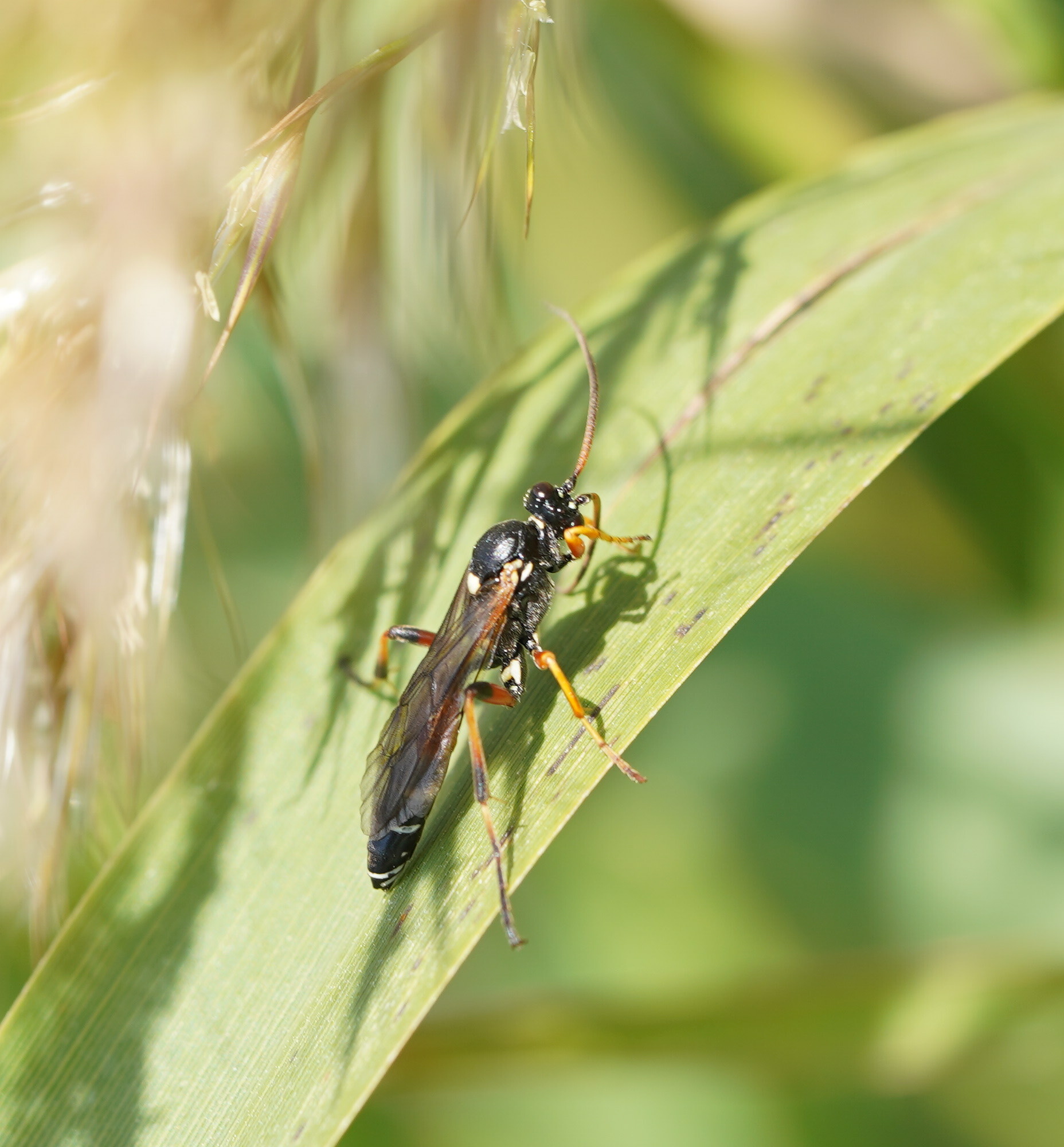 Ichneumon promissorius Erichson, 1842