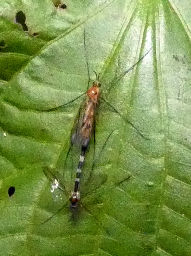 Fungus Gnats and Gall Midges from Zona rural de Paudalho - Pernambuco ...