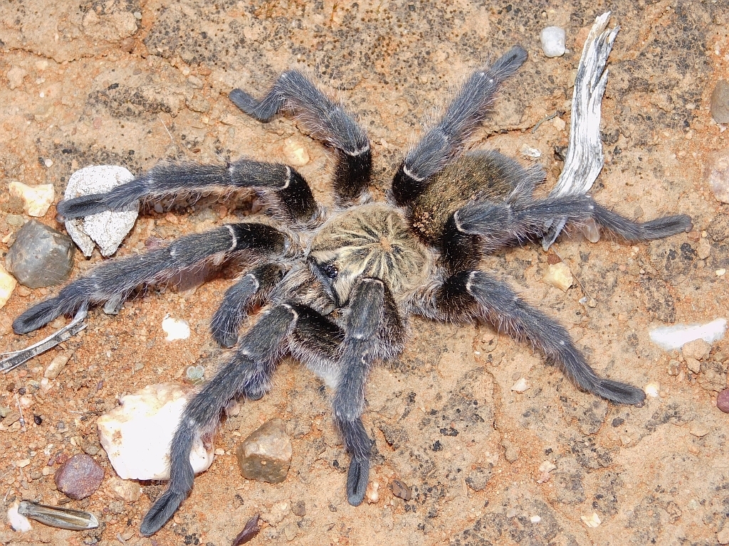 Bronze Baboon Spider from Central Karoo District Municipality, South ...