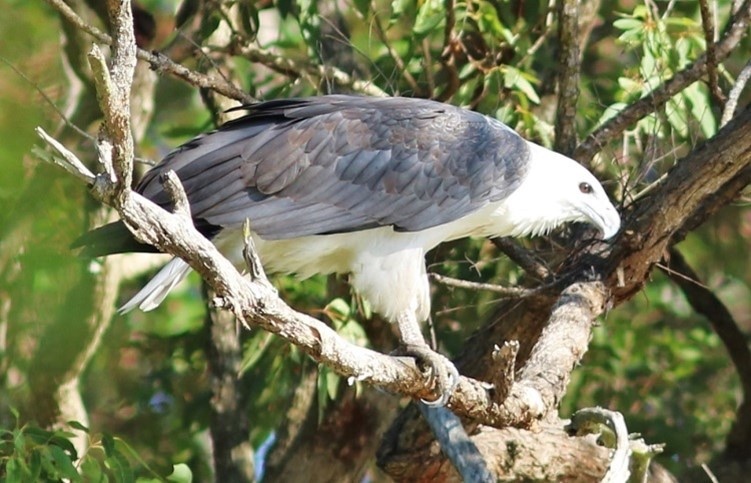 White-bellied Sea-Eagle from Gold Creek Boundary Break, Brookfield, QLD ...