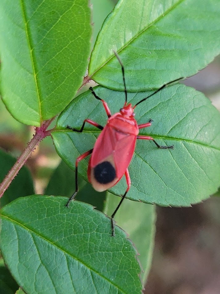 Dindymus brevis from 313台灣新竹縣尖石鄉鎮西堡 on March 19, 2023 at 06:43 PM by ...