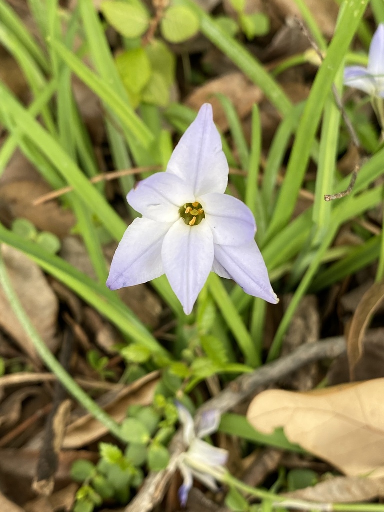 Spring starflower from Fort Worth Botanic Garden, Fort Worth, TX, US on ...