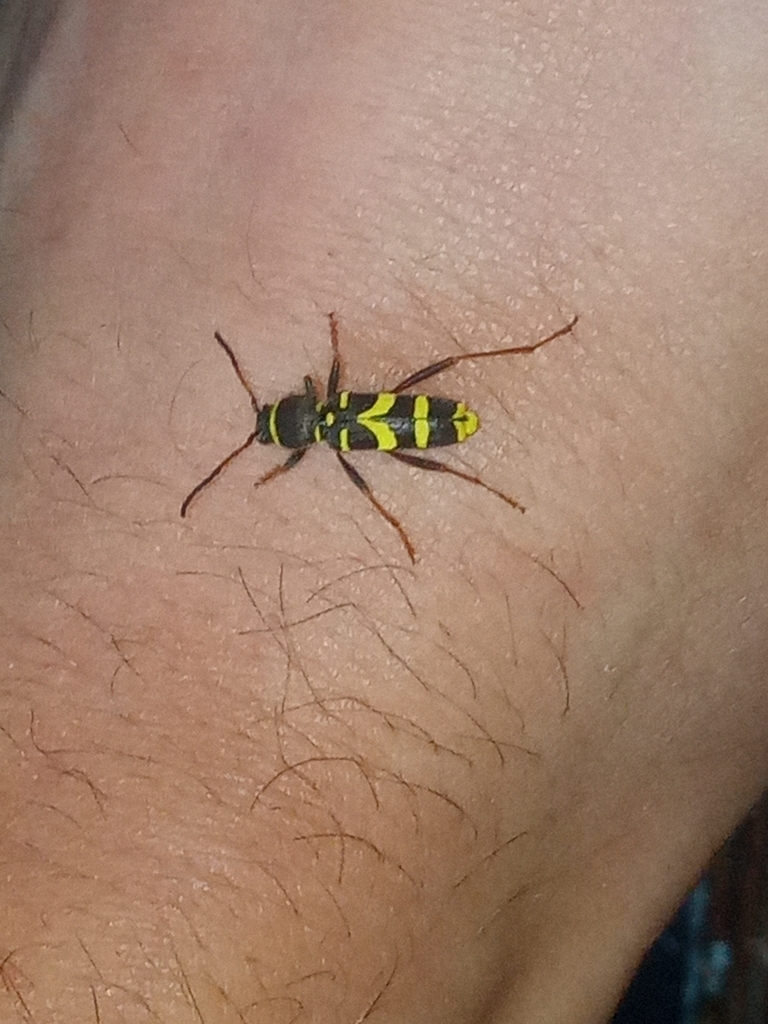 Wasp Beetle from 17014 San Giuseppe di Cairo, Province of Savona, Italy ...