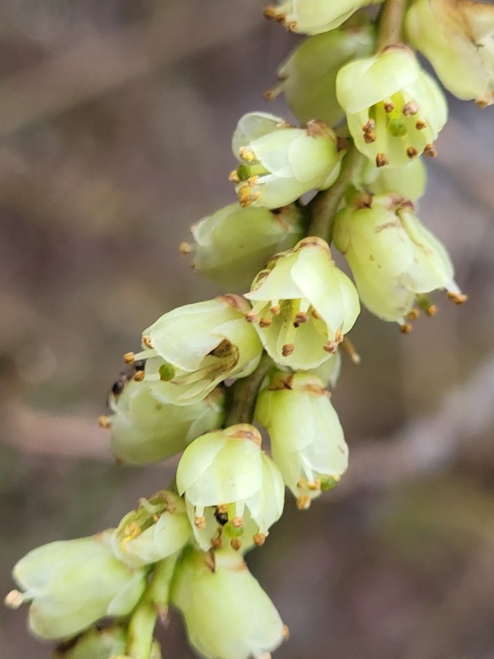 Stachyurus Siebold & Zucc.