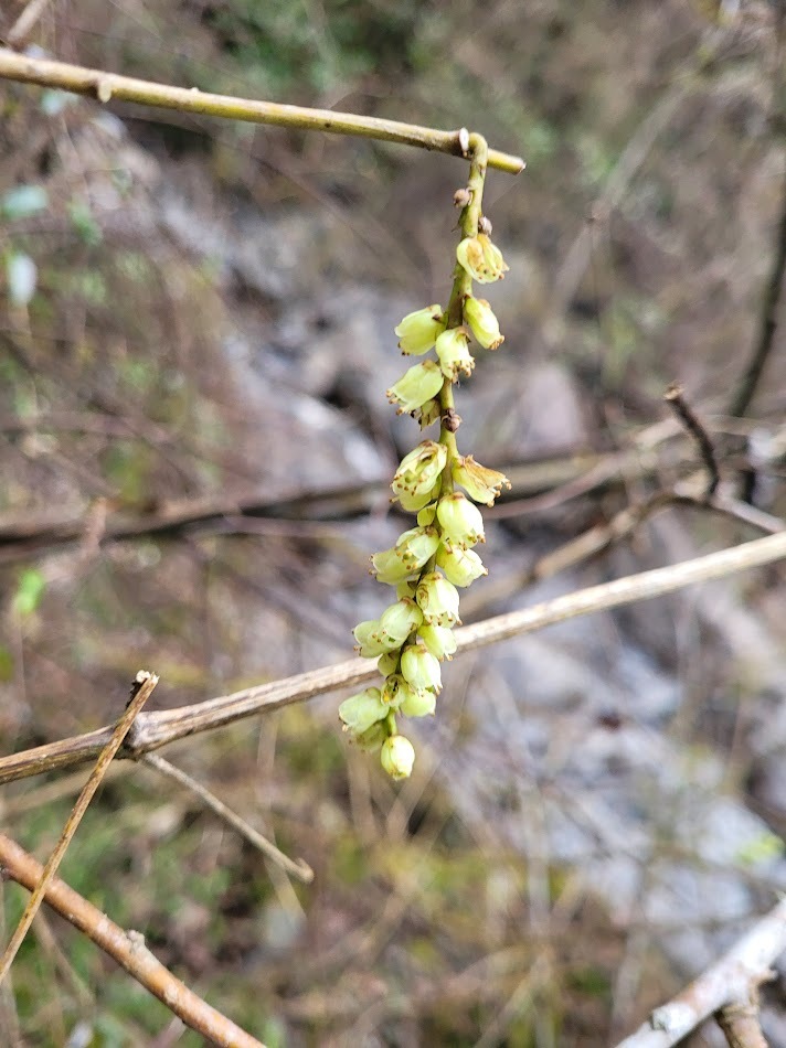 Stachyurus Siebold & Zucc.