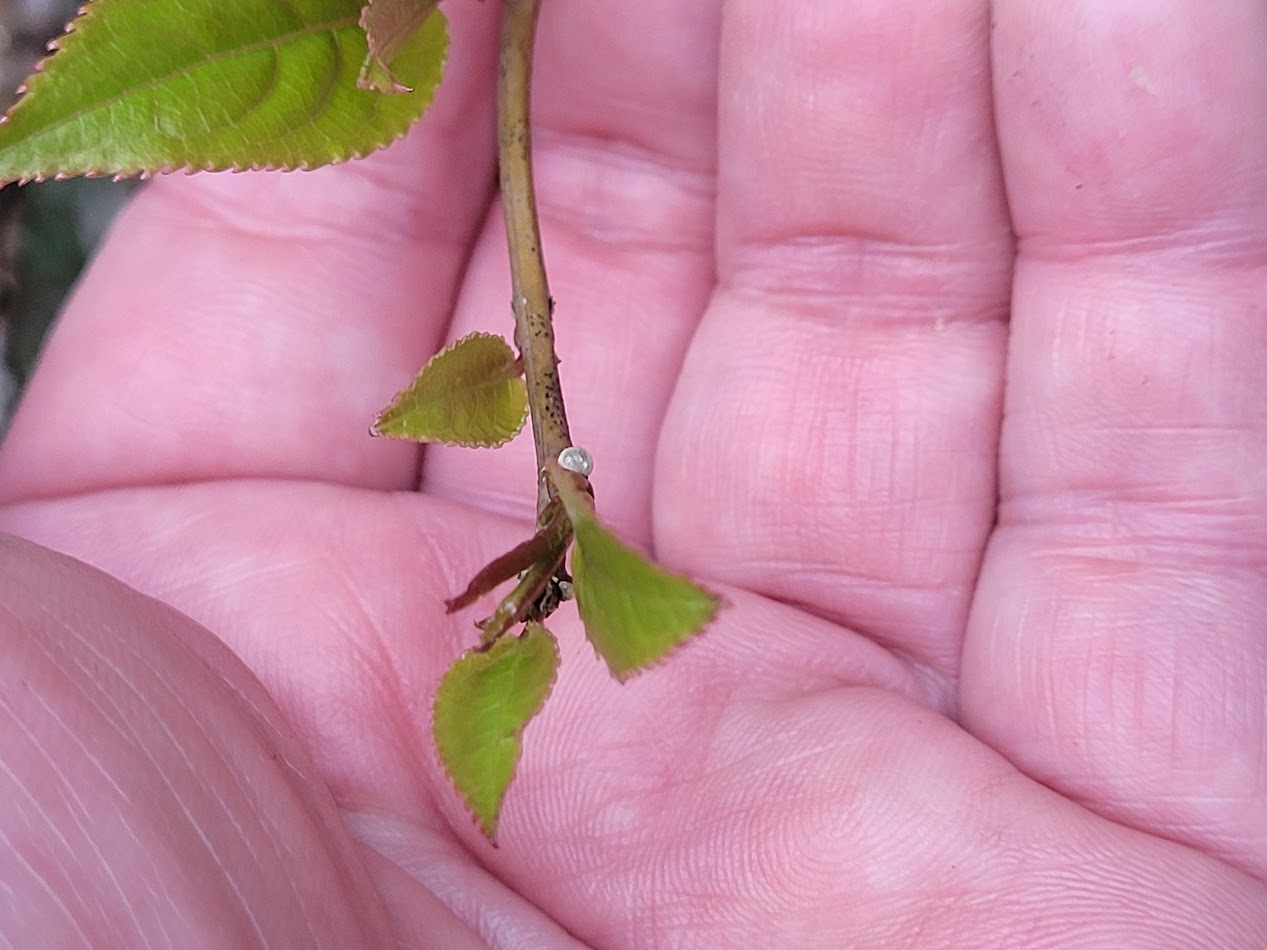 Stachyurus Siebold & Zucc.