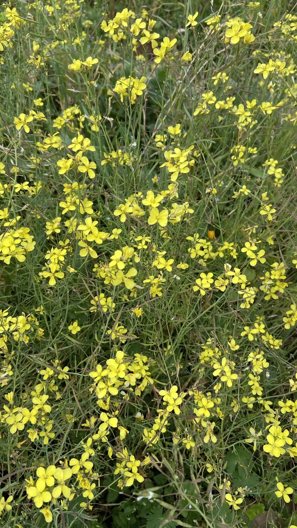 Diplotaxis tenuifolia (L.) DC.