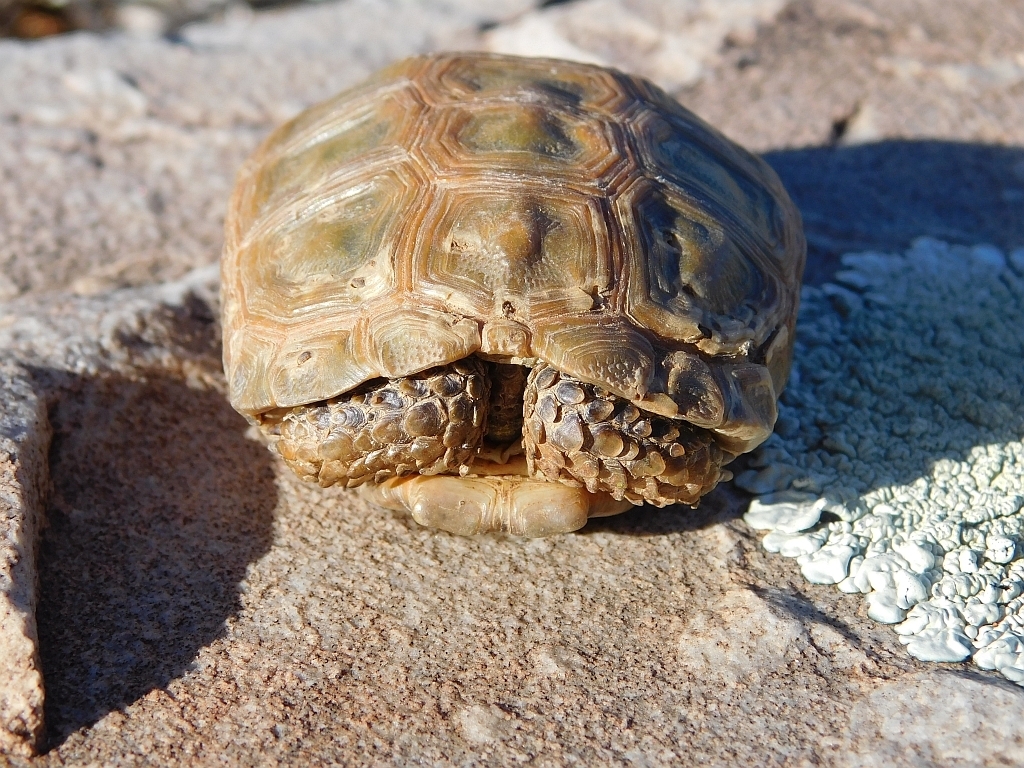 Boulenger's Cape tortoise in August 2016 by Paul Bester · iNaturalist