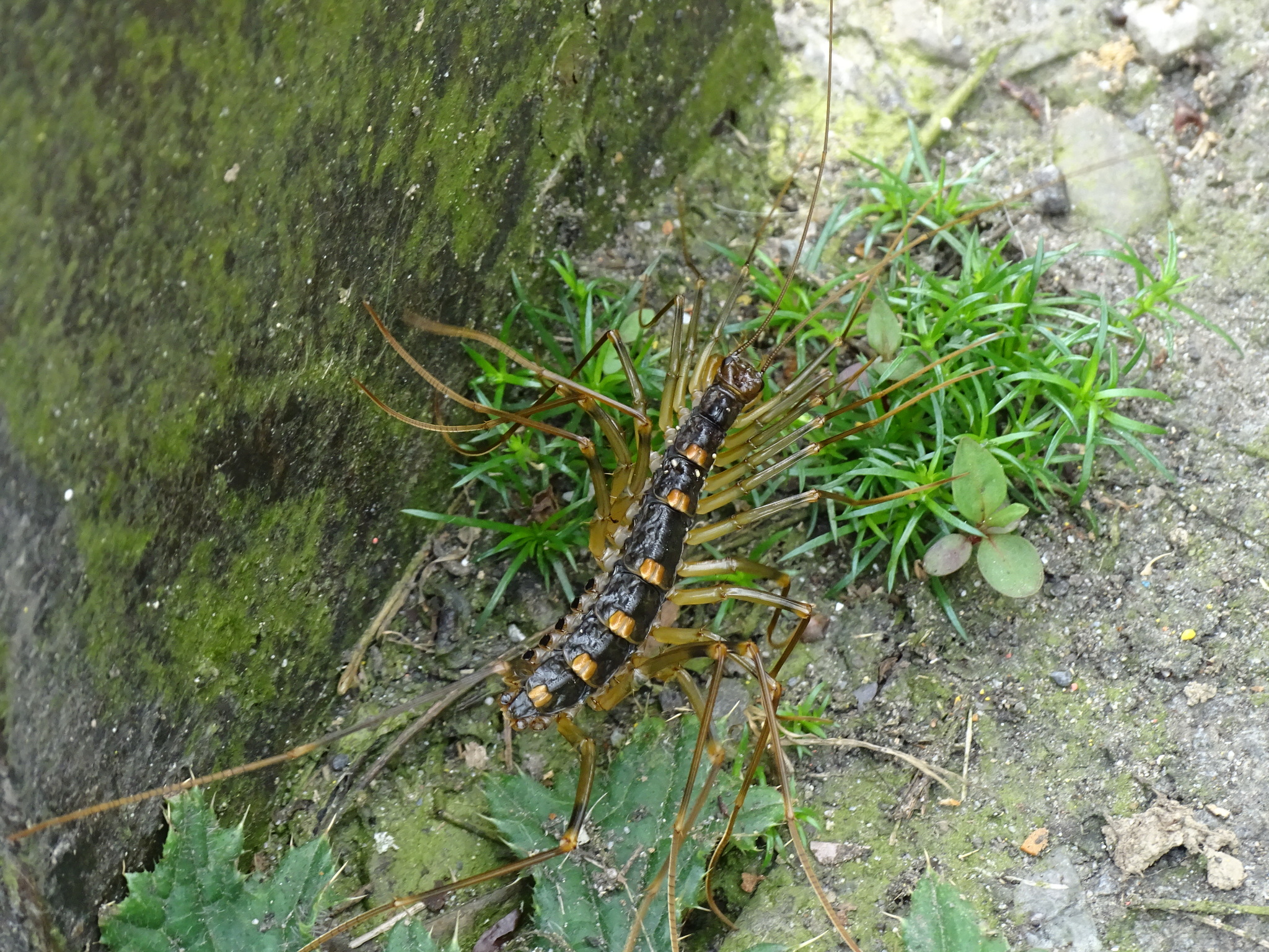 Thereuopoda clunifera Wood, 1862
