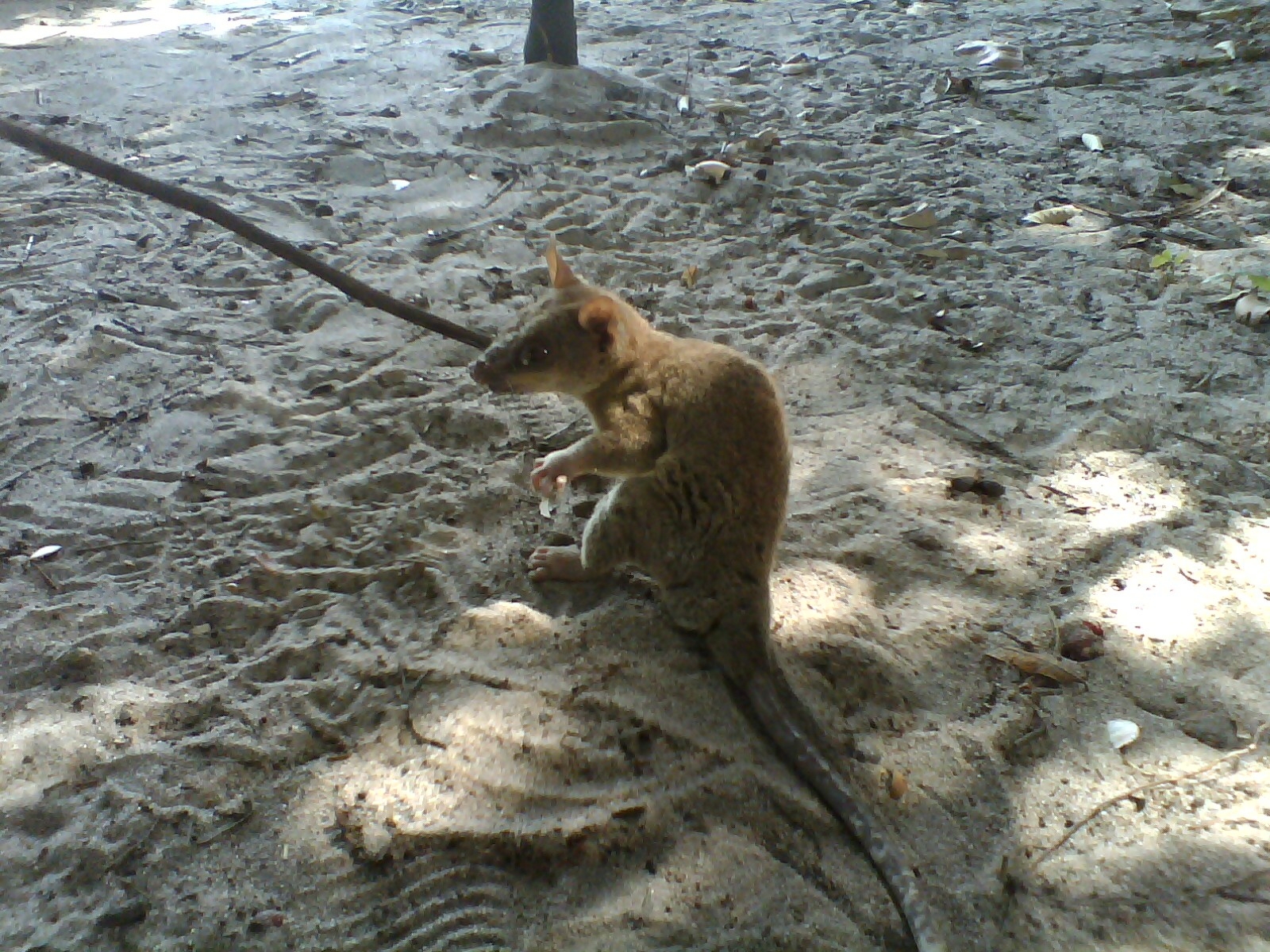 Caluromys philander (Linnaeus, 1758)