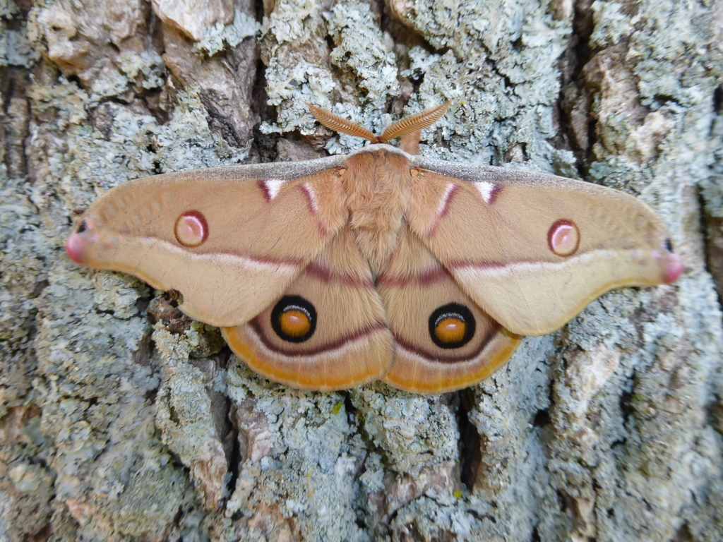 Emperor Gum Moth from Walton on November 6, 2015 by Maurice · iNaturalist