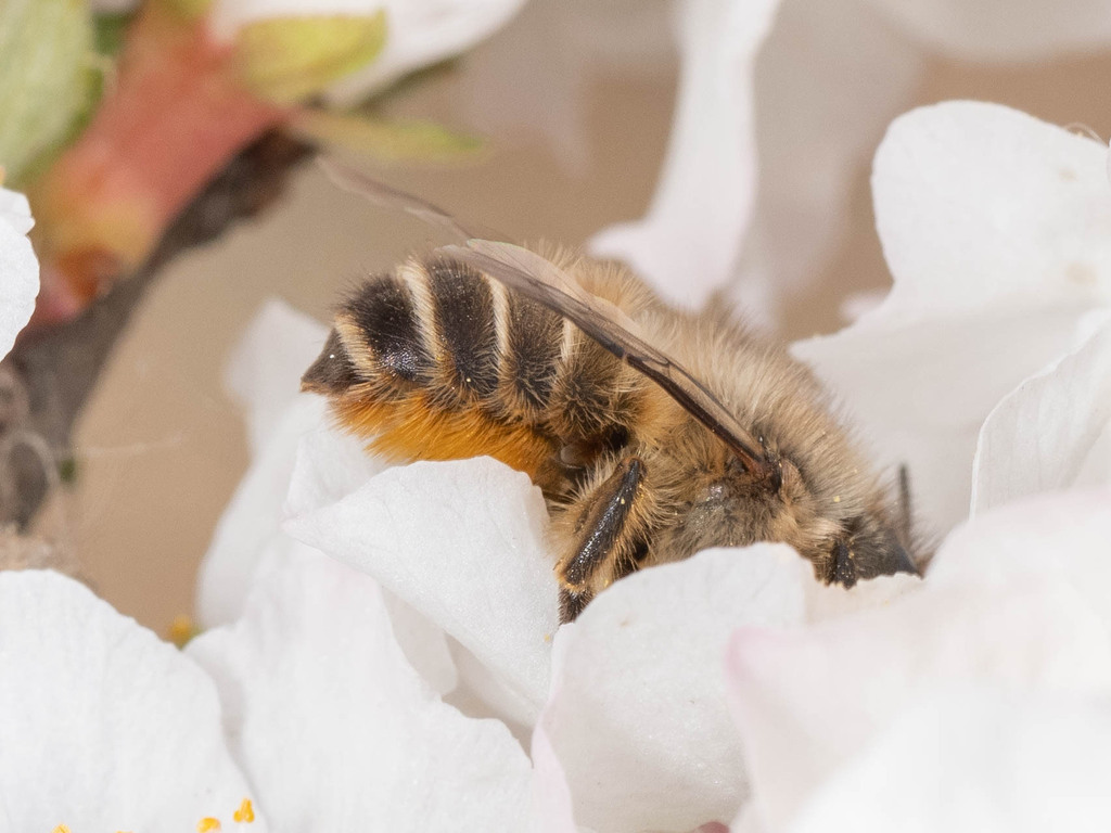 Osmia excavata from 中国北京市海淀区颐和园路5号 邮政编码: 100871 on March 21, 2023 at 02 ...