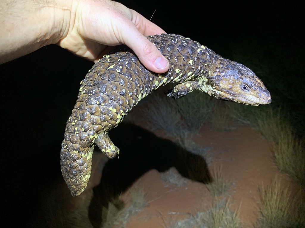 Shingleback Lizard from Andamooka Station, SA, AU on March 21, 2023 at 10:25 PM by Jules ...